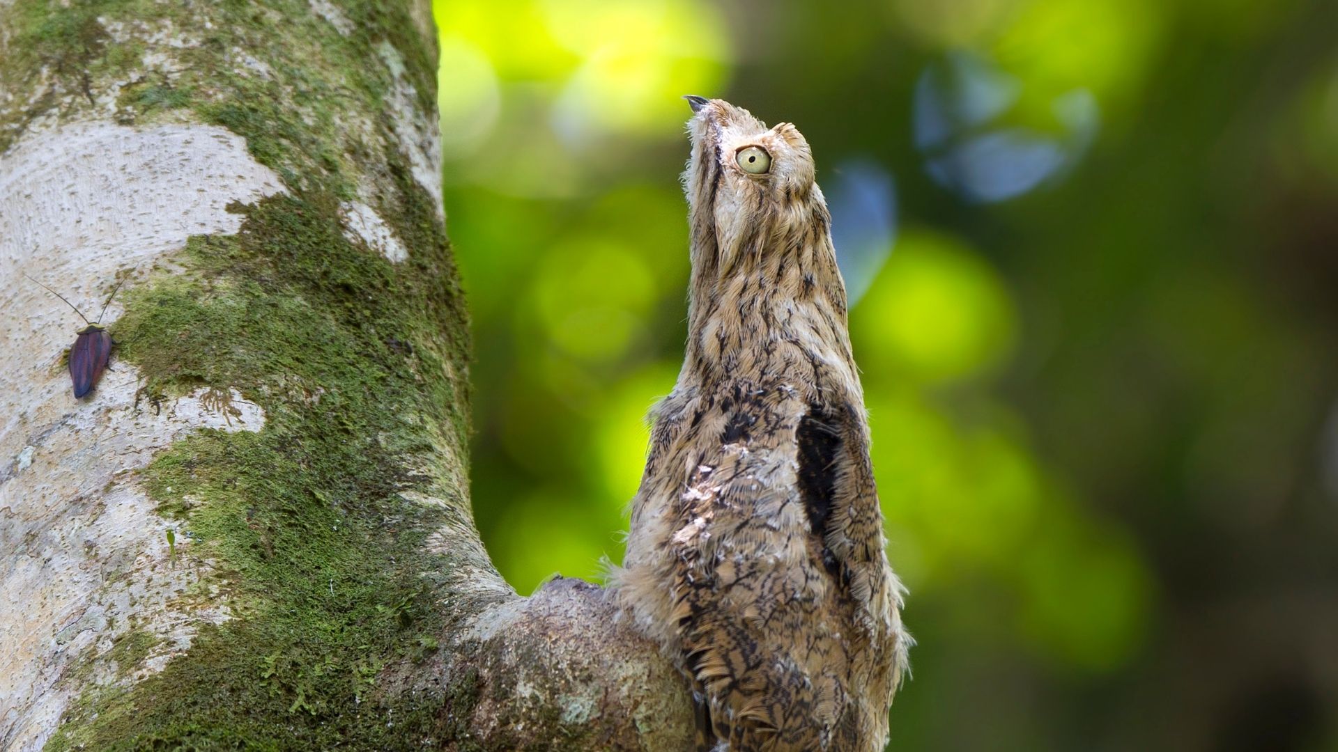 Potoo | Rainforest Expeditions