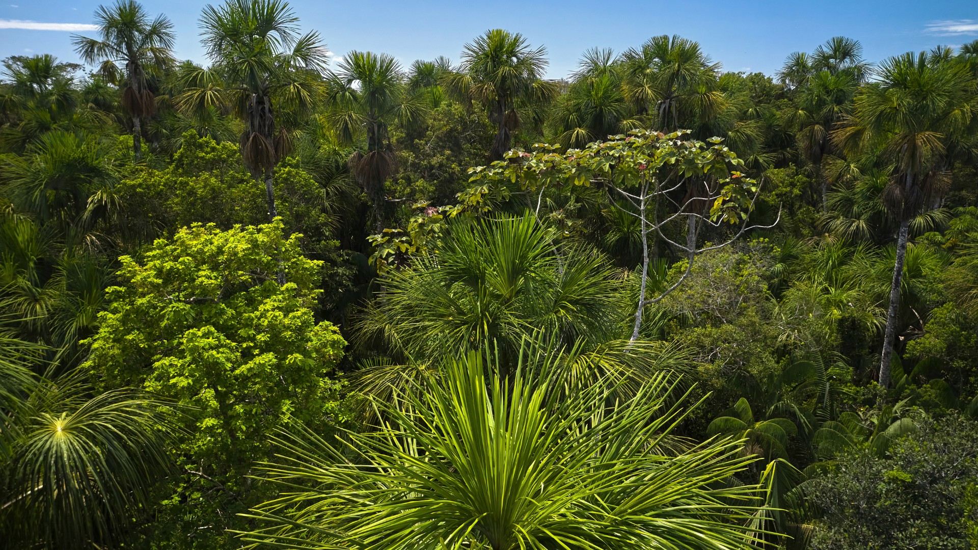 Caminata al aguajal | Rainforest Expeditions