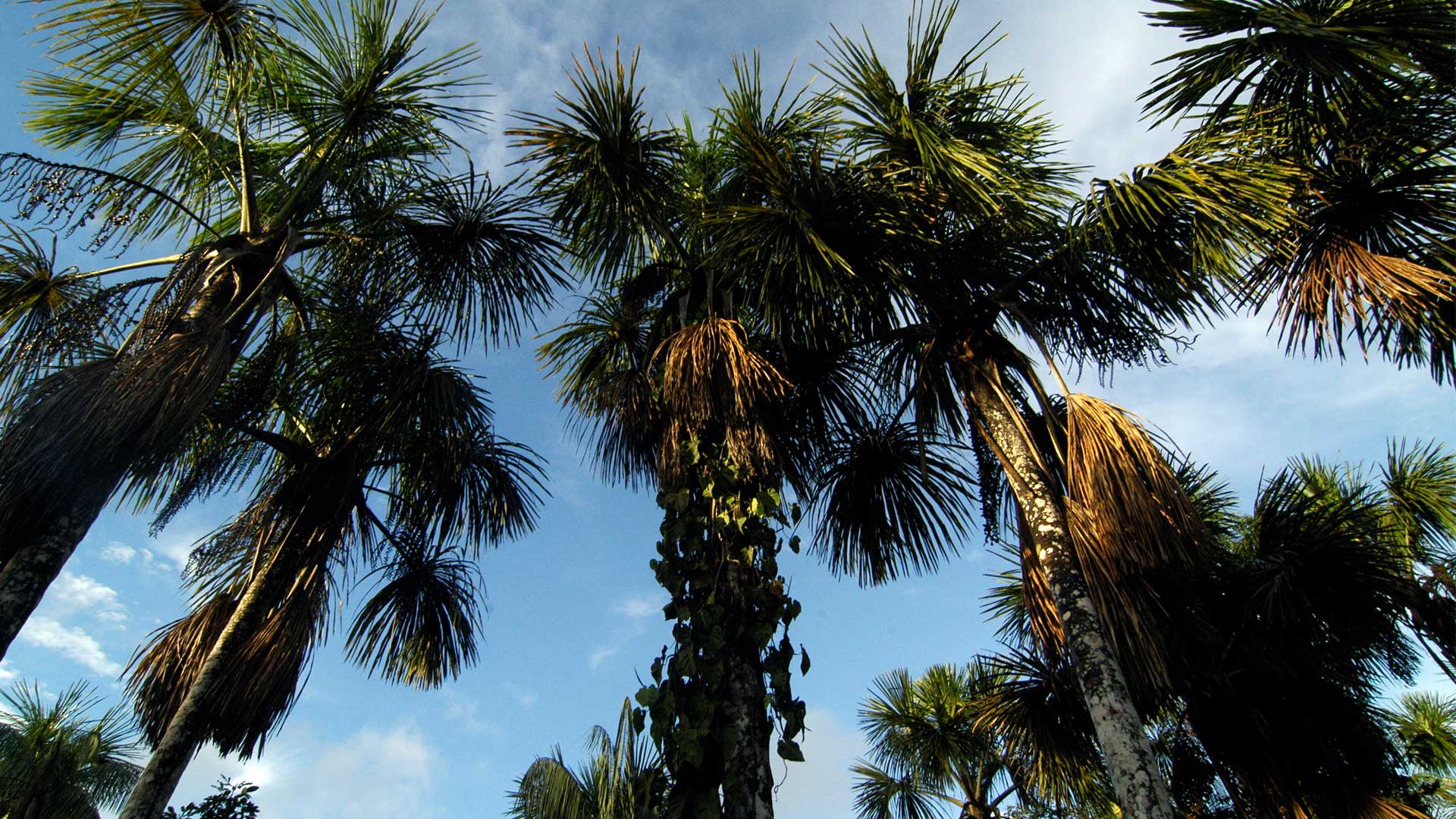 Caminata al aguajal | Rainforest Expeditions